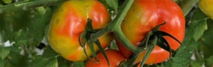 USDA Seeks Comment on Pathway Risk Assessments and Potential Regulatory ...