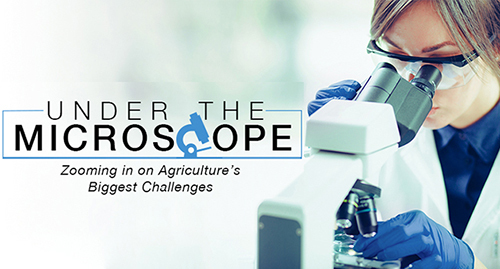 Under the Microscope: Breeding Better Blueberries