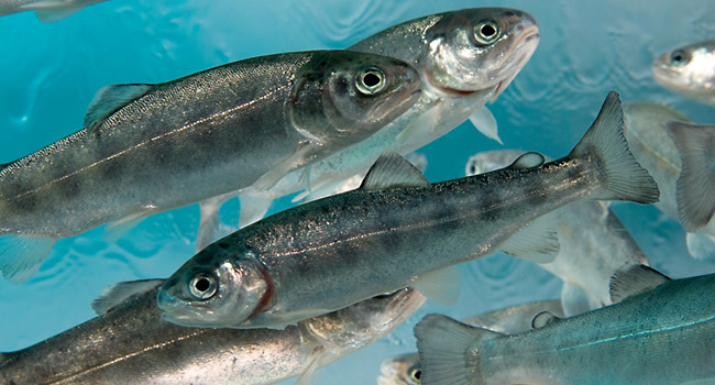 ARS Featured Photo: Rainbow Trout