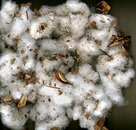 Science in Your Shopping Cart Podcast: Biomass Part 2