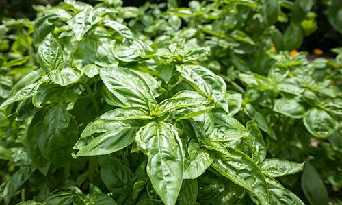 The Duke of Herbs (and Medicinal Plants)