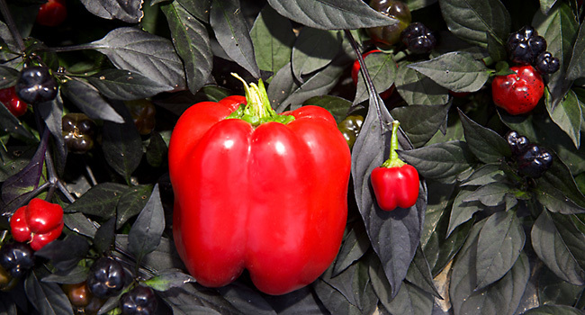 ARS Featured Photo: Bell Peppers
