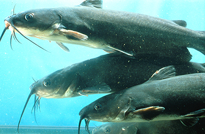 Consumers Want More Catfish With Their Catfish