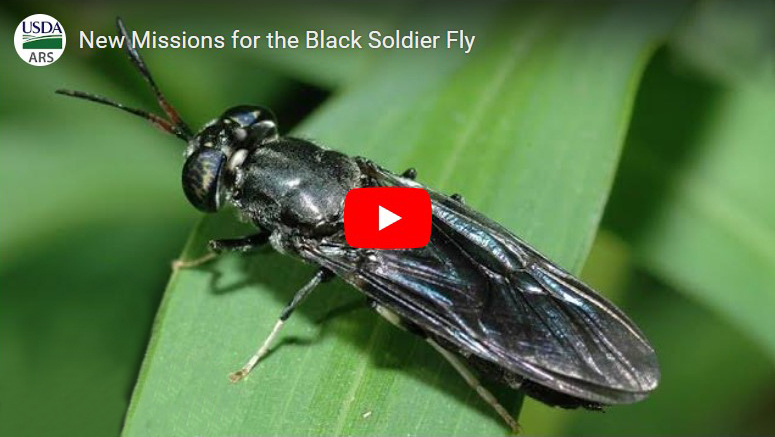 New Missions for the Black Soldier Fly
