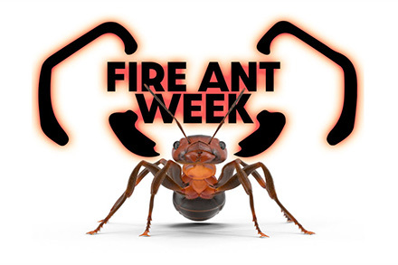 It's Fire Ant Week!