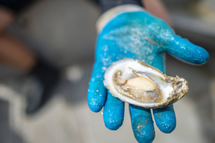 Episode 9: West Coast Shellfish Represent!