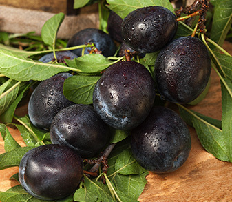 October Featured Photo: Plums