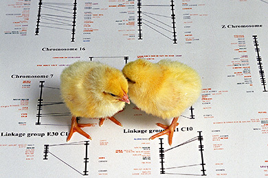 Defending Against Marek’s Disease with Genetics and Epigenetics