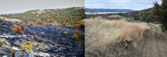 NEWS: Prepare Now to Burn Invasive Cedars