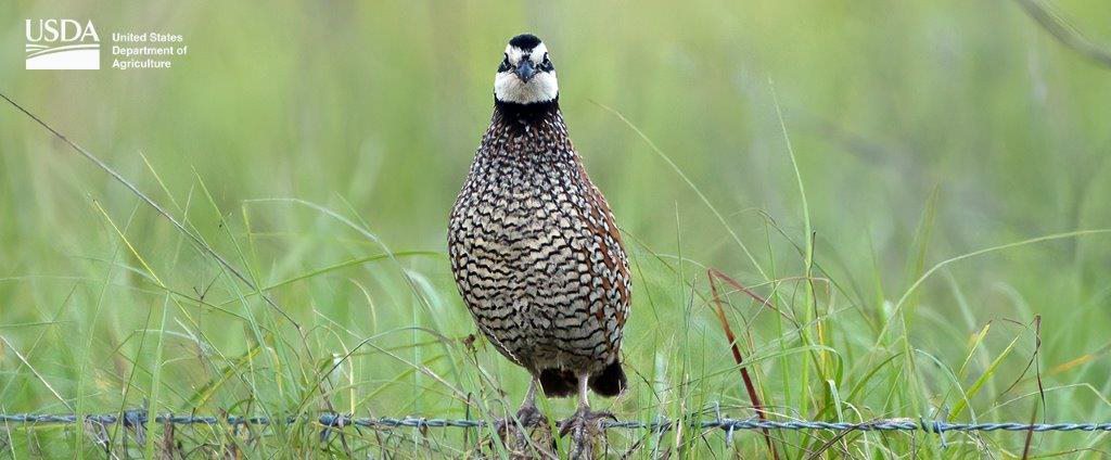 New Plan Guides Conservation Action on America’s Central and Eastern ...