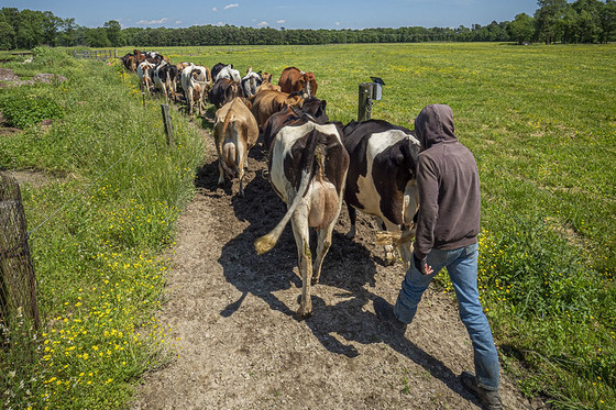 NY FSA Offering Webinar on the Grasslands Conservation Reserve Program
