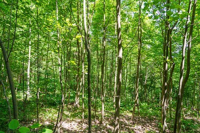 Forest Landowners in Rhode Island eligible for funding to permanently ...