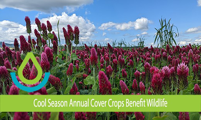 Cool Season Annual Cover Crops Benefit Wildlife
