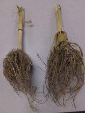 Sauk County USDA Service Center Updates