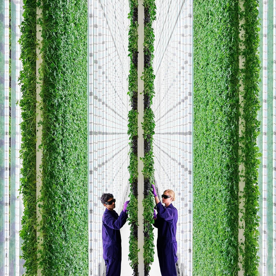 Urban Agriculture and Small-Scale Practices: What's in the News