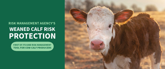 RMA Weaned Calf Risk Protection