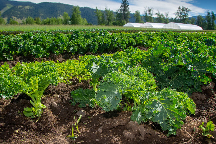 Apply for USDA’s Organic Transition Initiative in Montana