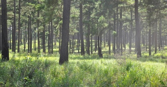 Illinois- USDA Encourages Producers Participating in Conservation ...