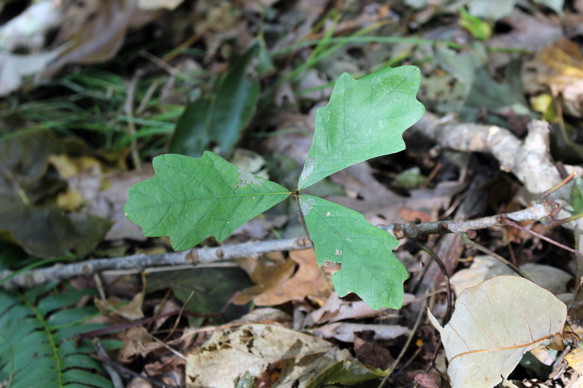 Funding Available to Landowners Through the Southern Indiana Sentinel ...