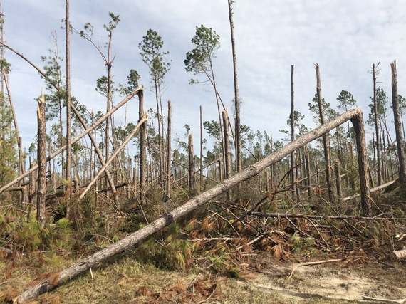 USDA Approves Emergency Forest Restoration Assistance for Laurens County