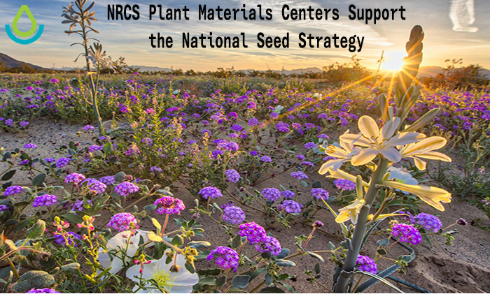NRCS Plant Materials Centers Support the National Seed Strategy