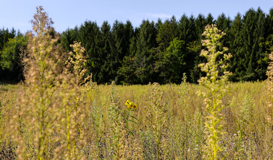 NRCS Wisconsin Announces RCPP Signup for 2025 Funding