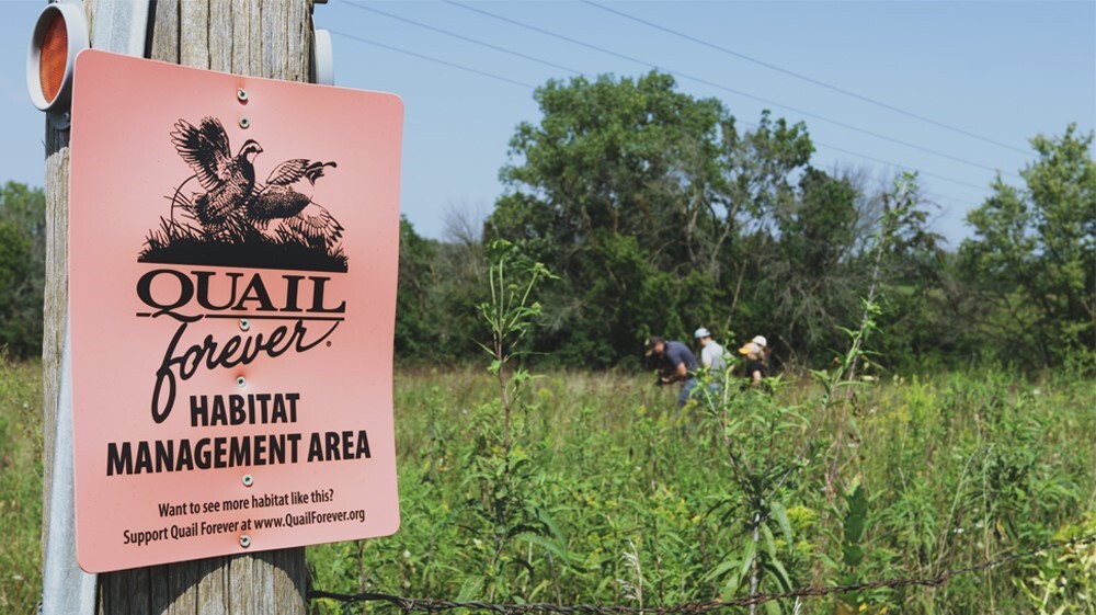 Revitalized Remnant Prairie Helps Conserve Biodiversity, Restore ...