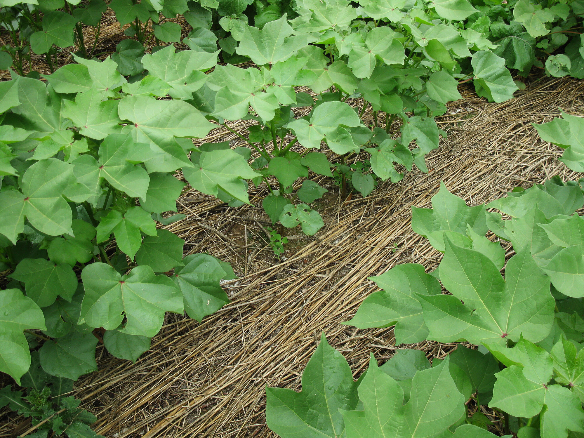 USDA Launches New Regenerative Pilot Program to Lower Farmer Production ...