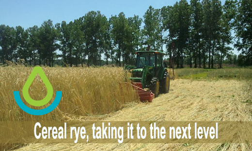 Cereal rye, taking it to the next level – North Carolina Small Farm ...