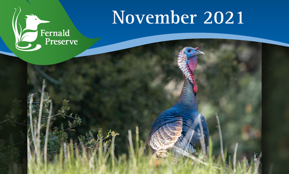 Fernald Preserve: November 2021