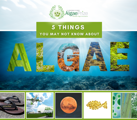AlgaePrize: 5 Things You May Not Know About Algae