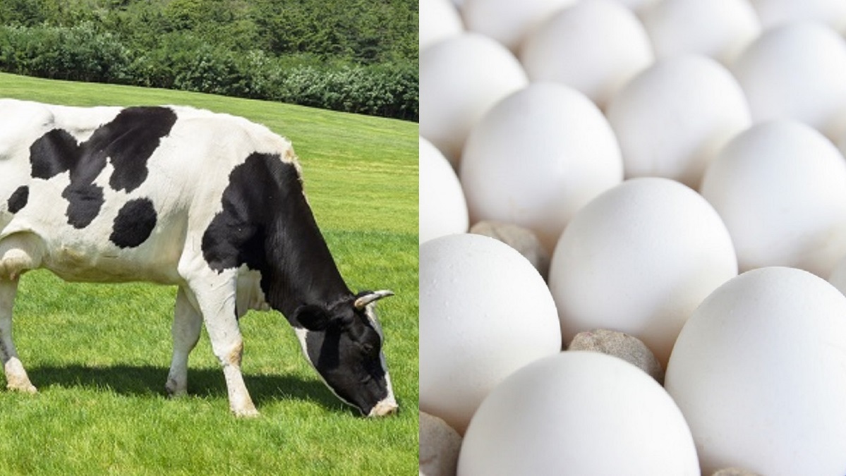 Highly pathogenic avian influenza (H5N1) in dairy cows: National retail ...