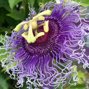 Passionflower: Science and Safety