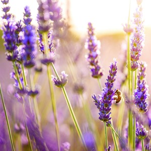 Lavender: Science and Safety