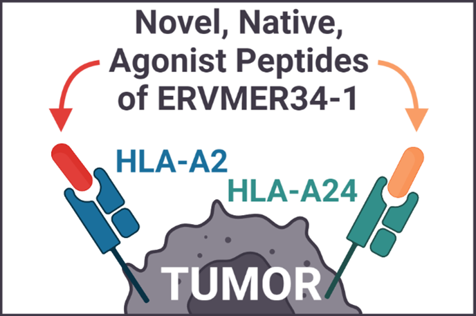New Tech Opportunity: Human Immunogenic Epitopes of the Human ...