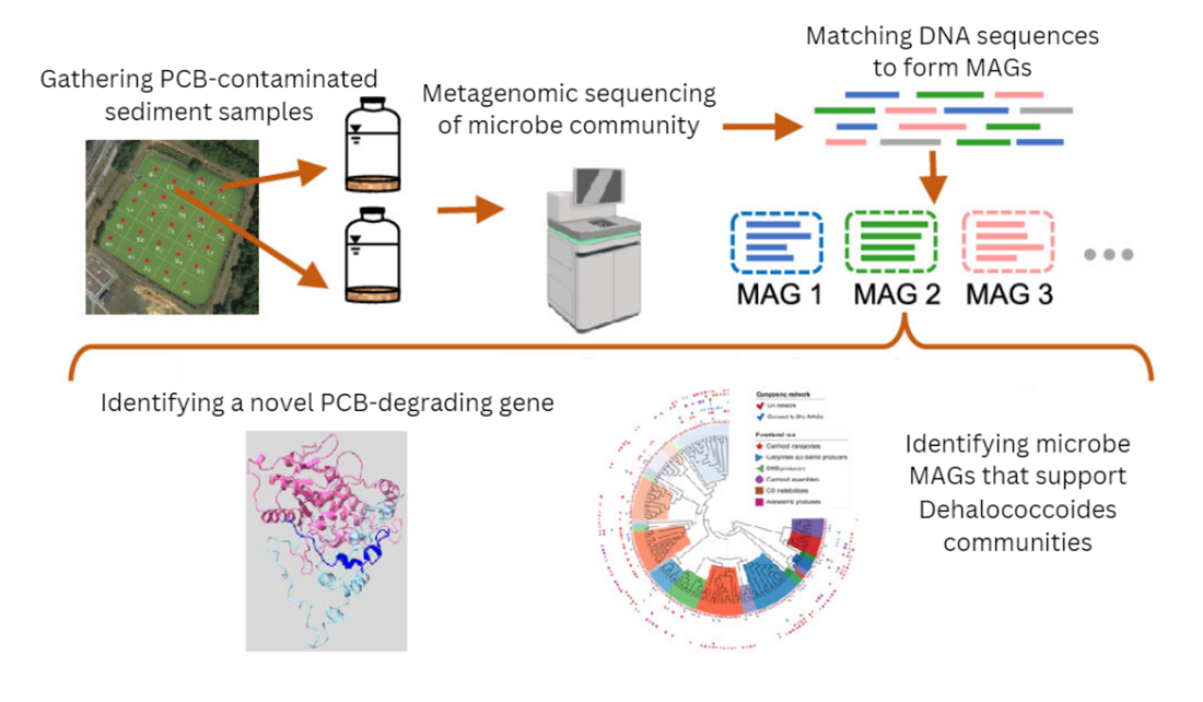 Research Brief 349: Mapping Microbe Interactions That Support PCB ...