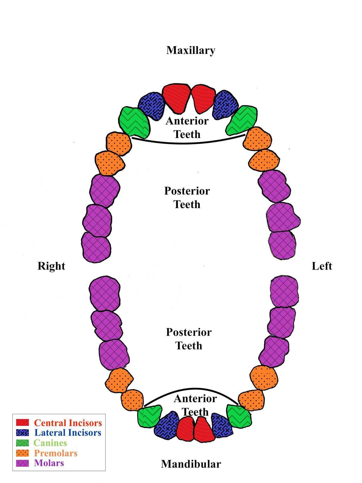 Register for the Bitemark Analysis - A NIST Scientific Foundation ...