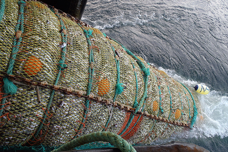 West Coast Whiting Trawl Seabird Cable Strike Meeting Announcement