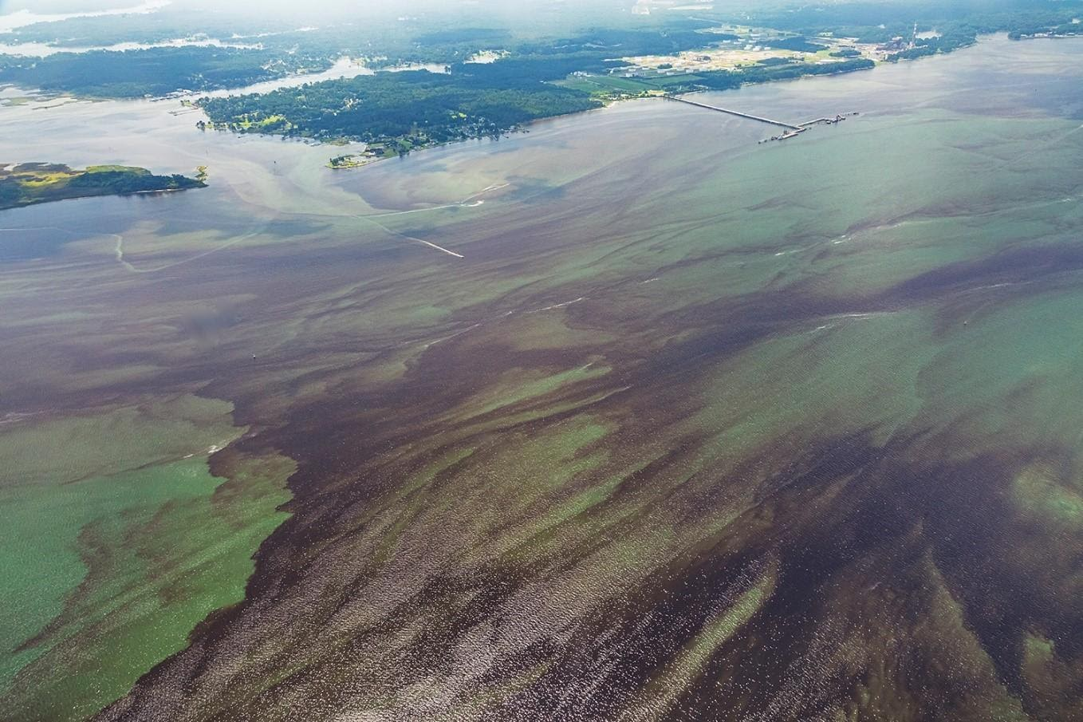 Researchers Study the Effects of Harmful Algal Blooms