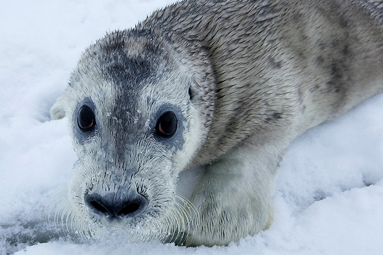 NOAA Fisheries Designates Critical Habitat for Ringed and Bearded Seals ...