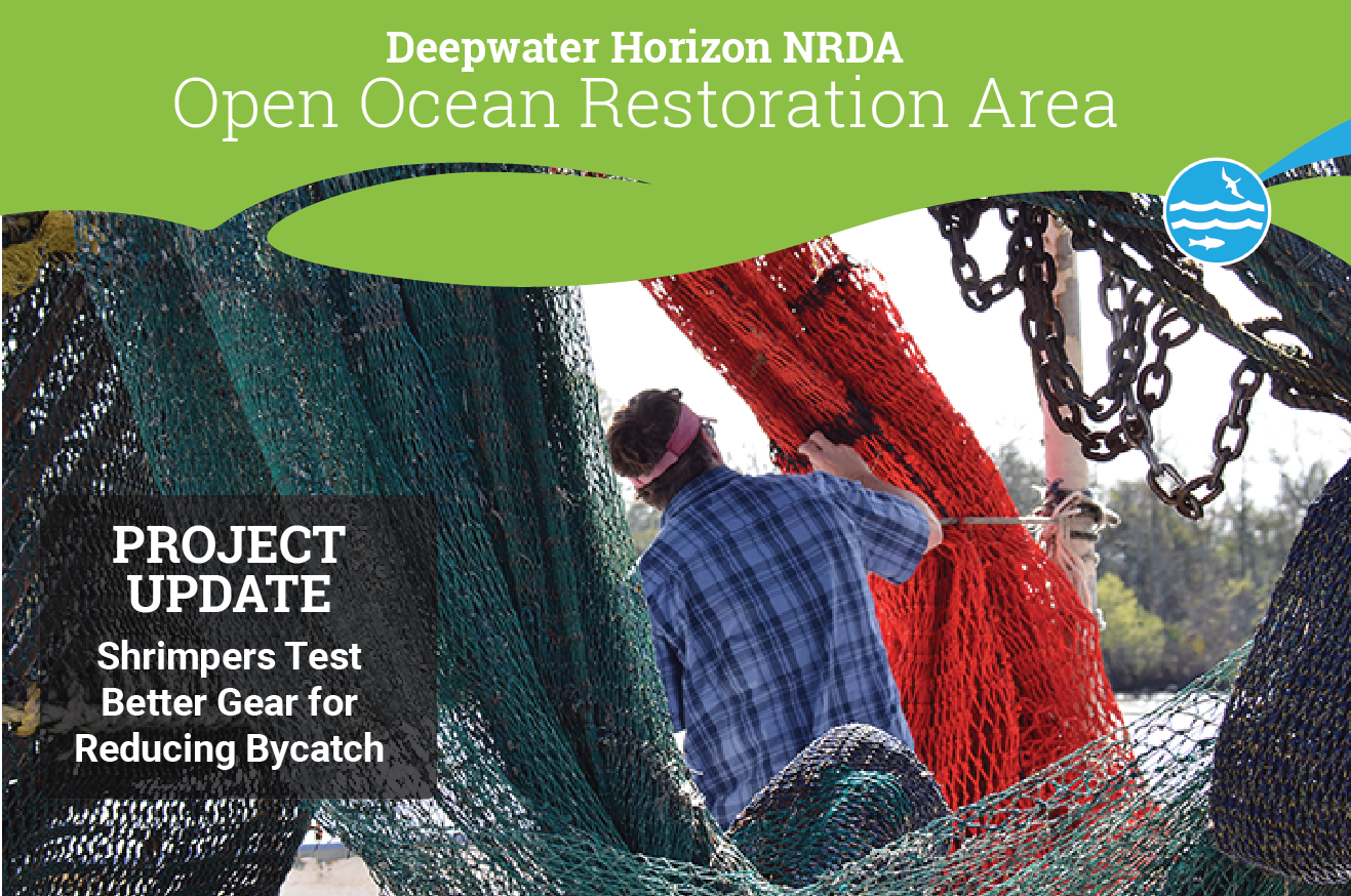 To Restore Gulf Fish, Shrimpers Test Better Gear for Reducing Bycatch