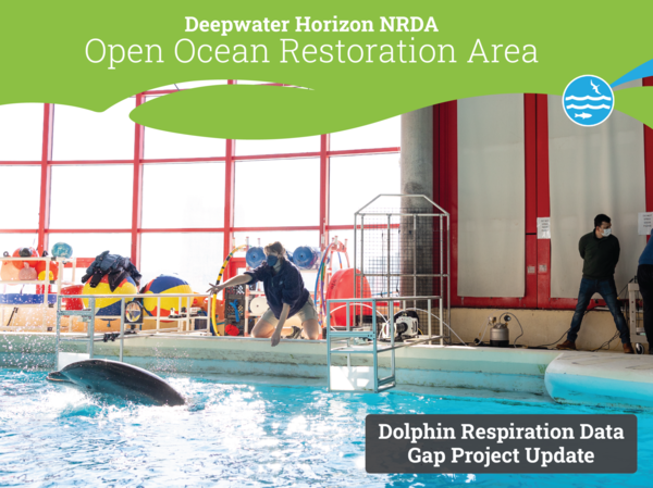Project Update: Scientists analyze dolphin breaths to better understand ...