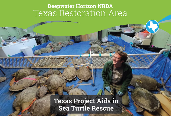 Texas Restoration Project Aids in Recent Sea Turtle Rescue