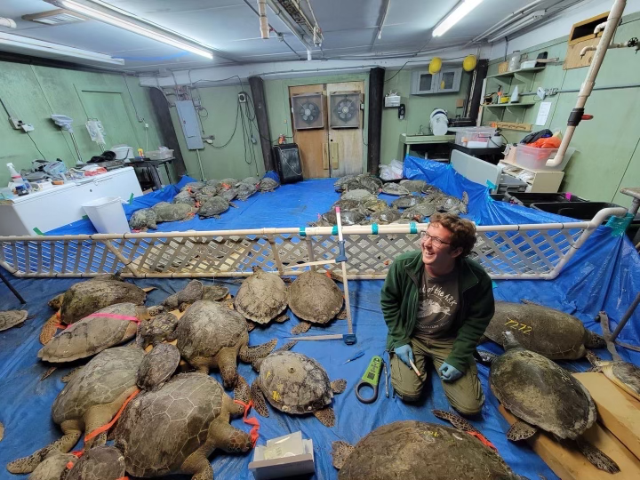 Texas Restoration Project Aids in Recent Sea Turtle Rescue