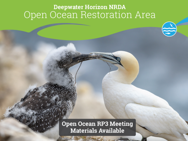 Open Ocean Draft Restoration Plan 3 Public Webinar Materials Available