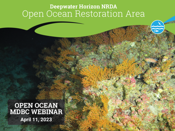 Materials from the April 11th Mesophotic and Deep Benthic Communities ...