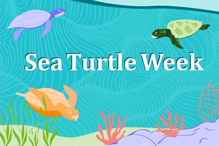 FishNews — June 15
