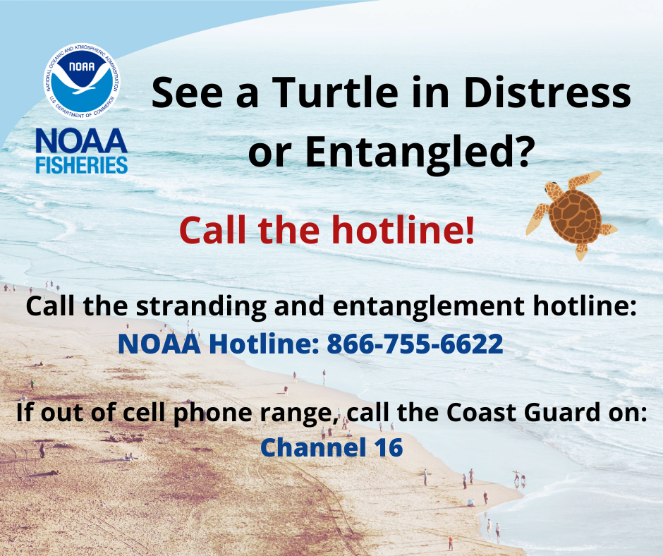 See a Sea Turtle in Distress? Call the NOAA Northeast Marine Mammal and ...