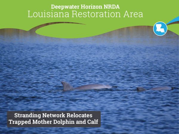 Louisiana Stranding Network Successfully Relocates Trapped Mother ...