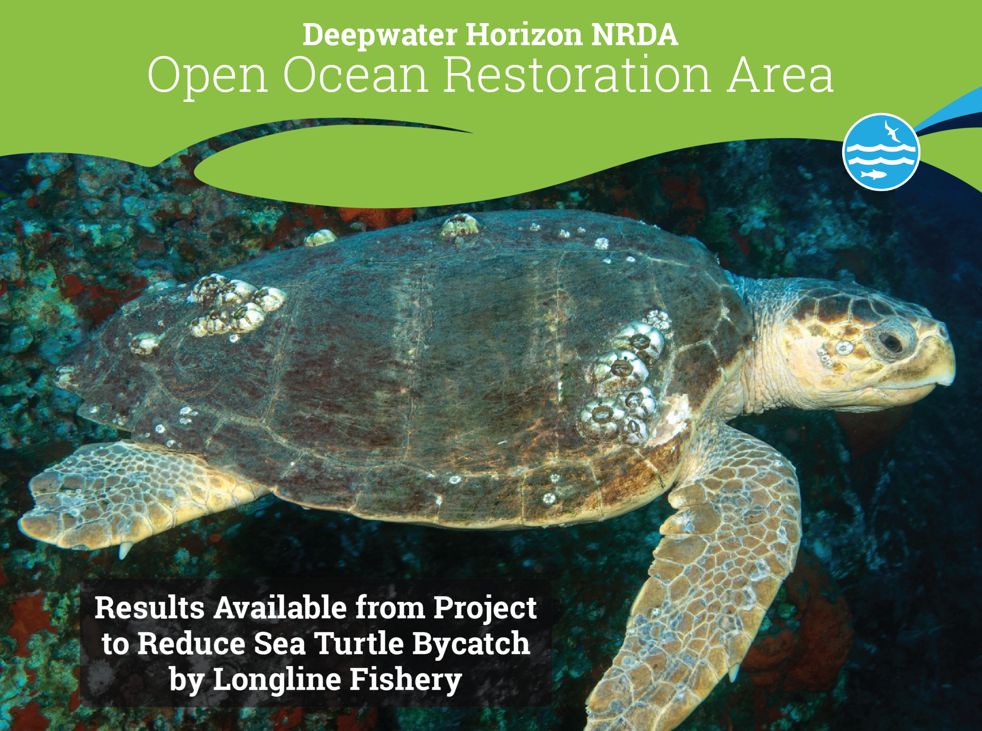 Results Available from Sea Turtle Bycatch Project